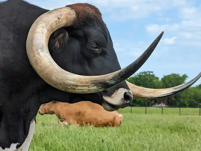 Rob's Ranch Purcell 90 Day Program: Treatment Options, Amenities ...