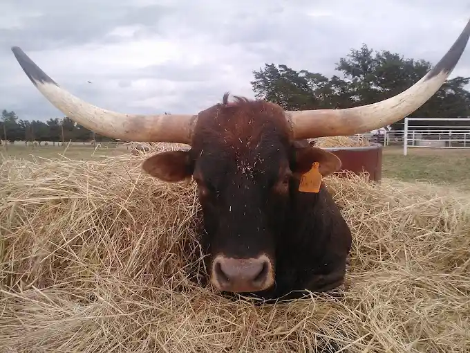 Rob's Ranch Purcell 90 Day Program: Treatment Options, Amenities ...