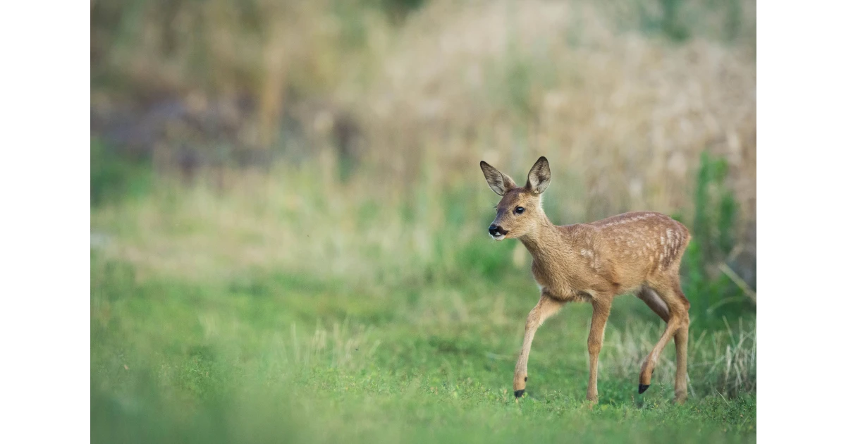 Fawning as a Trauma Response: Understanding Its Effects and Coping ...