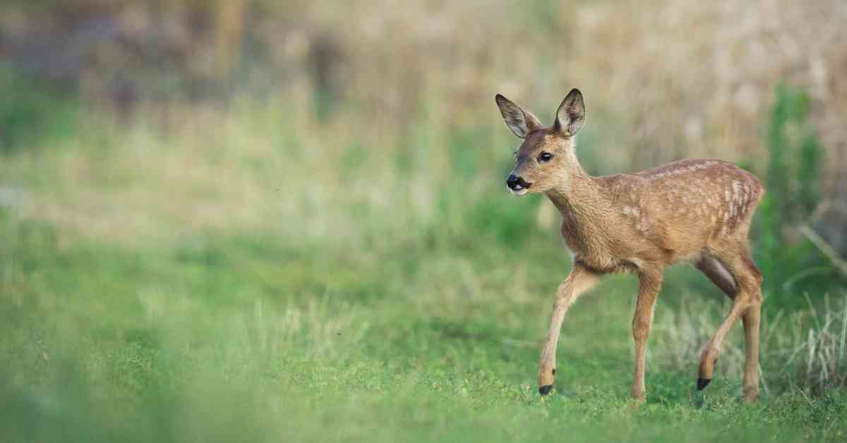 Fawning as a Trauma Response: Understanding Its Effects and Coping ...