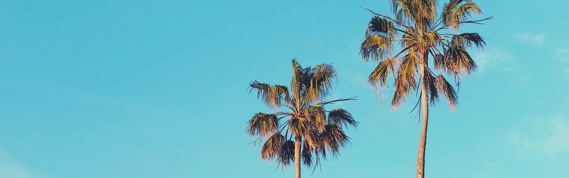 Twitter Headers Tumblr Palm Trees