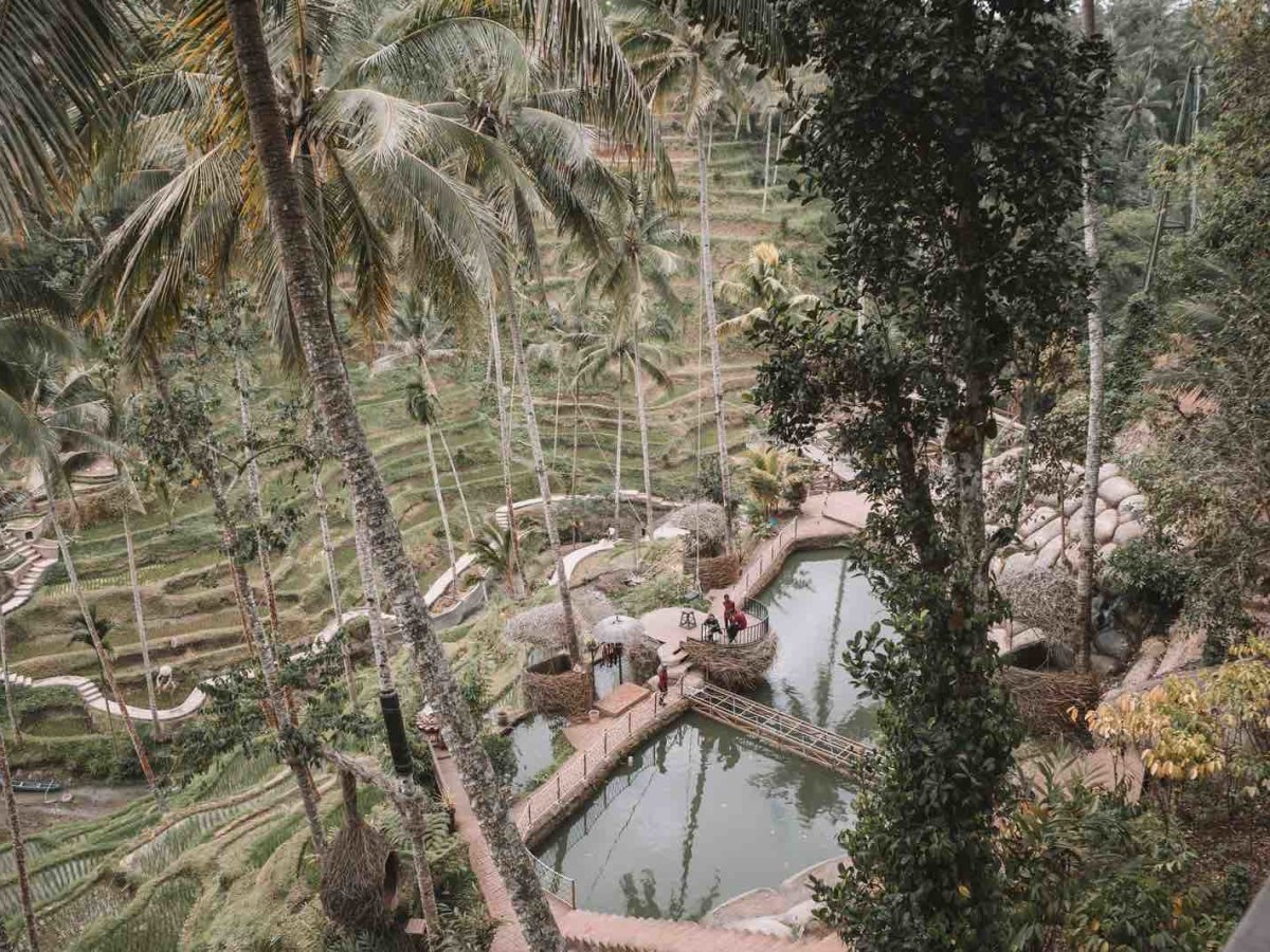 Rice Field Bali | Story | Hero Traveler