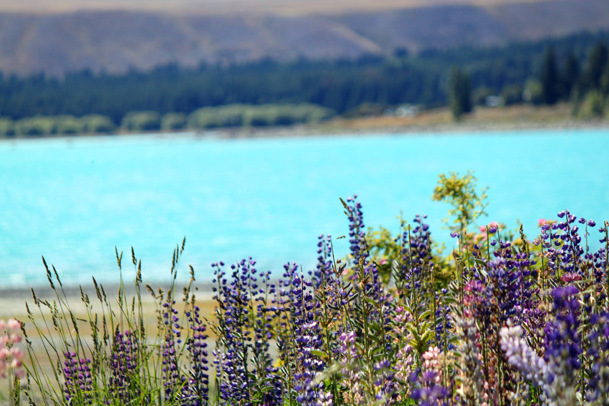 Lake Tekapo New Zealand | Story | Hero Traveler
