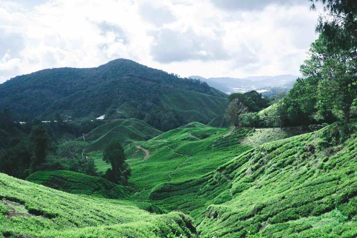 A Day Inside a Tea Plantation | Story | Hero Traveler
