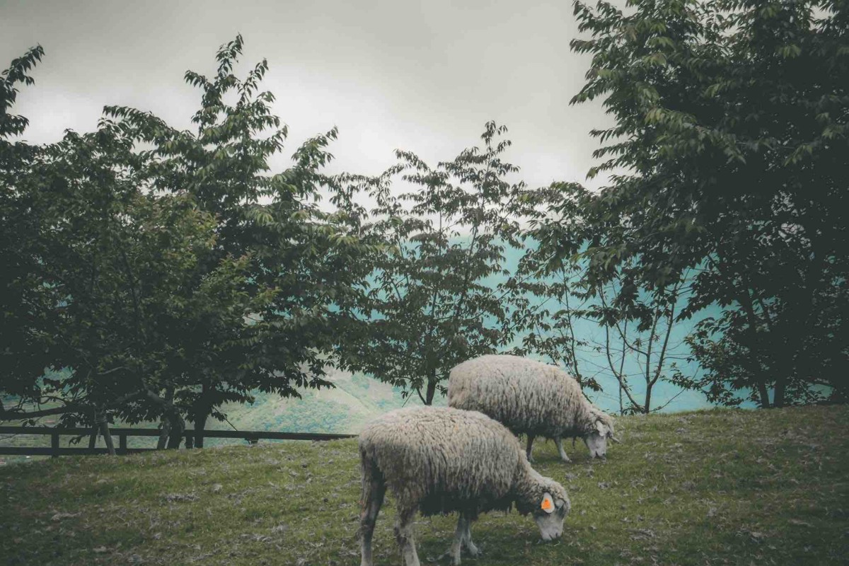 Explore a Sheep Farm in Taiwan | Story | Hero Traveler