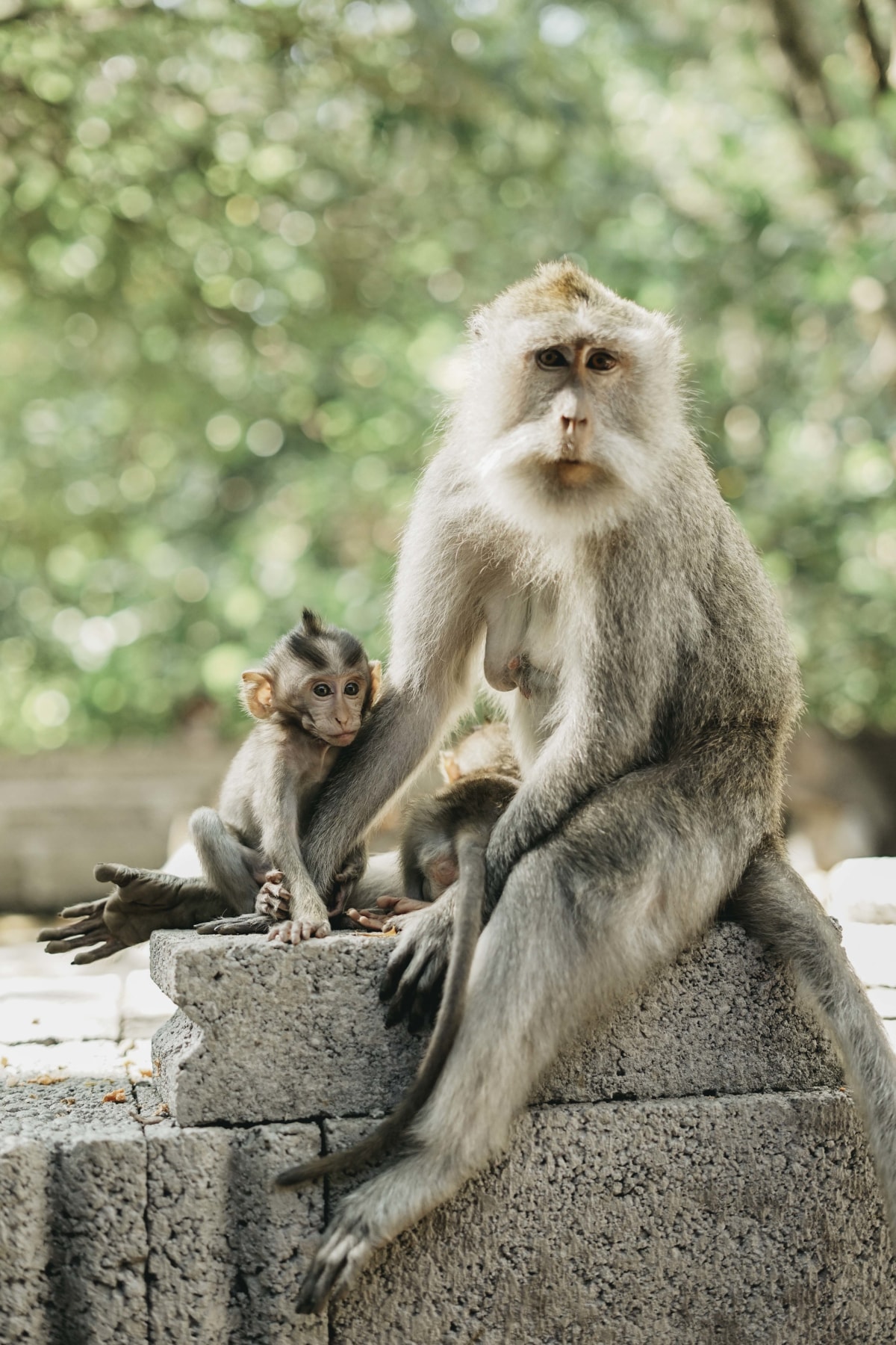 Ubud Monkey Forest | Story | Hero Traveler
