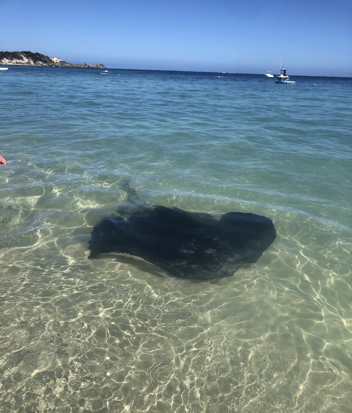 Stingrays at Hamelin Bay, WA, Australia | Story | Hero Traveler