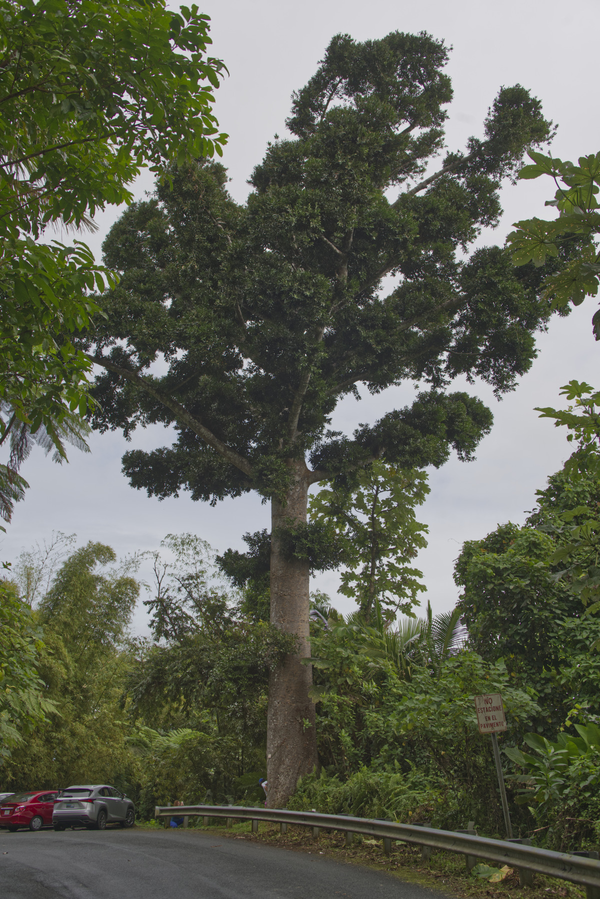 El Yunque Rainforest, Puerto Rico | Story | Hero Traveler