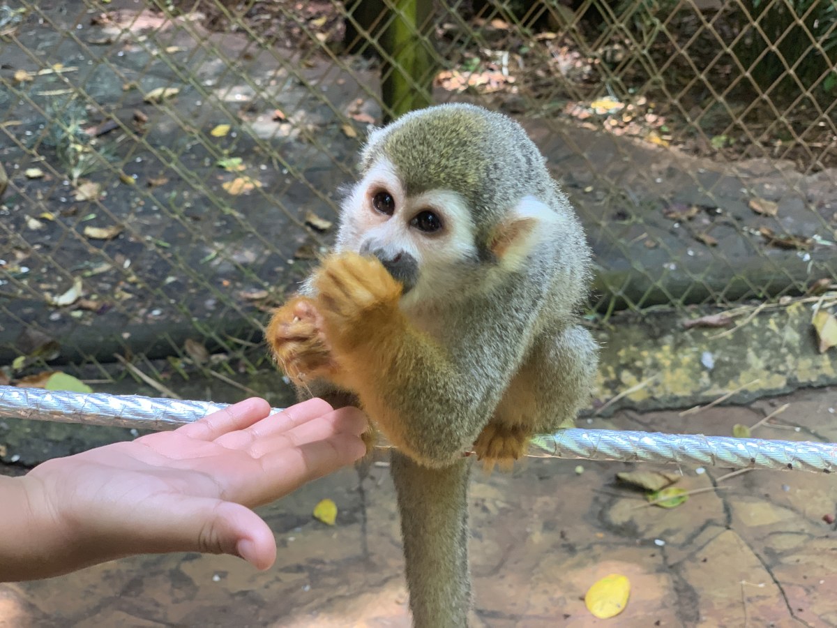 Monkey Jungle Dominican Republic | Story | Hero Traveler