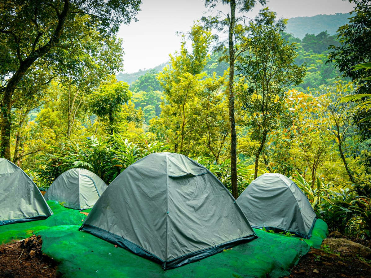 3 Days in Wayanad: Waterfalls, Wildlife, and Wonders Await | Story ...