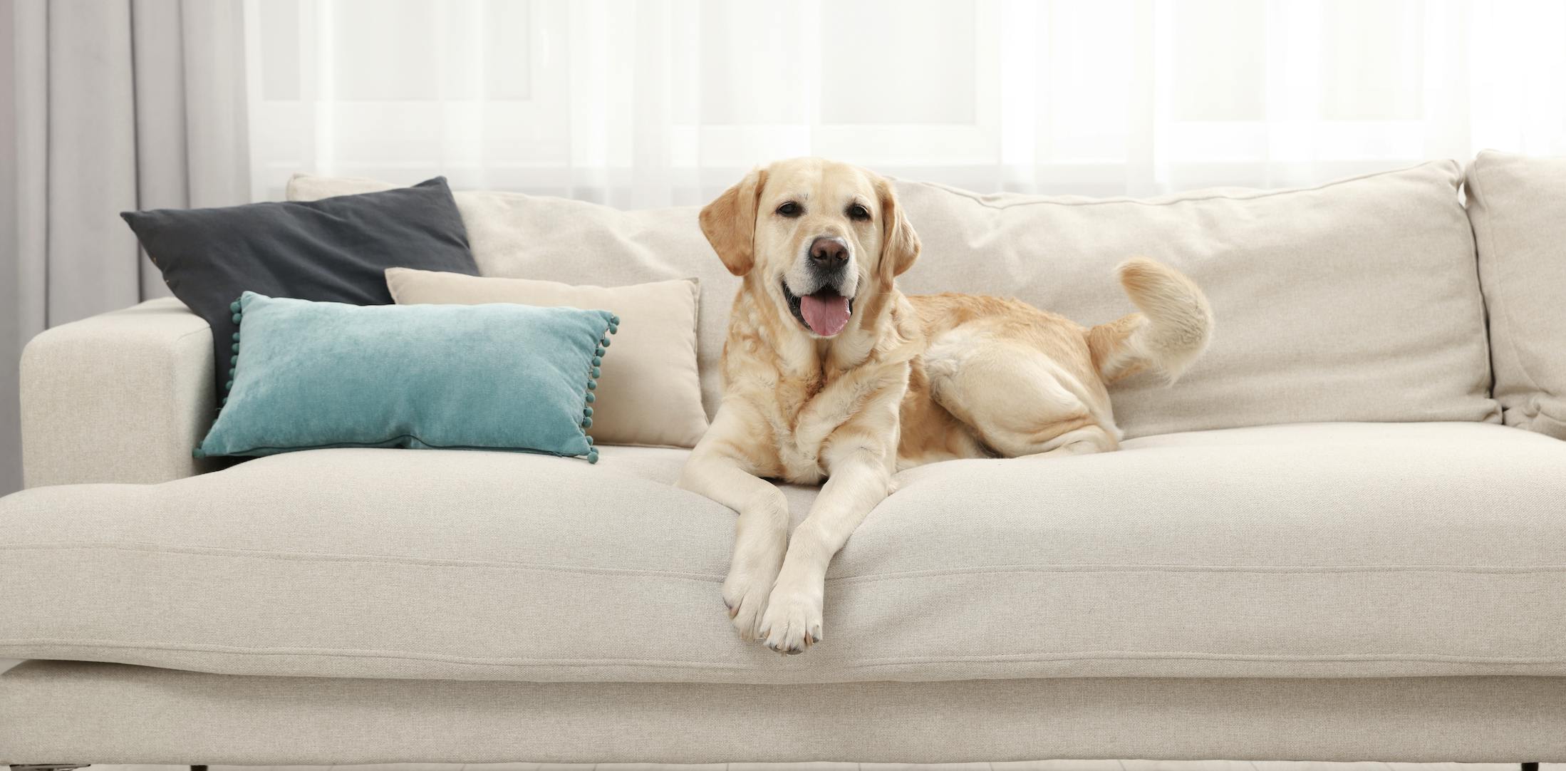 Don’t Forget Fido! 5 Ways to Help Your Dog Feel at Home in a New House