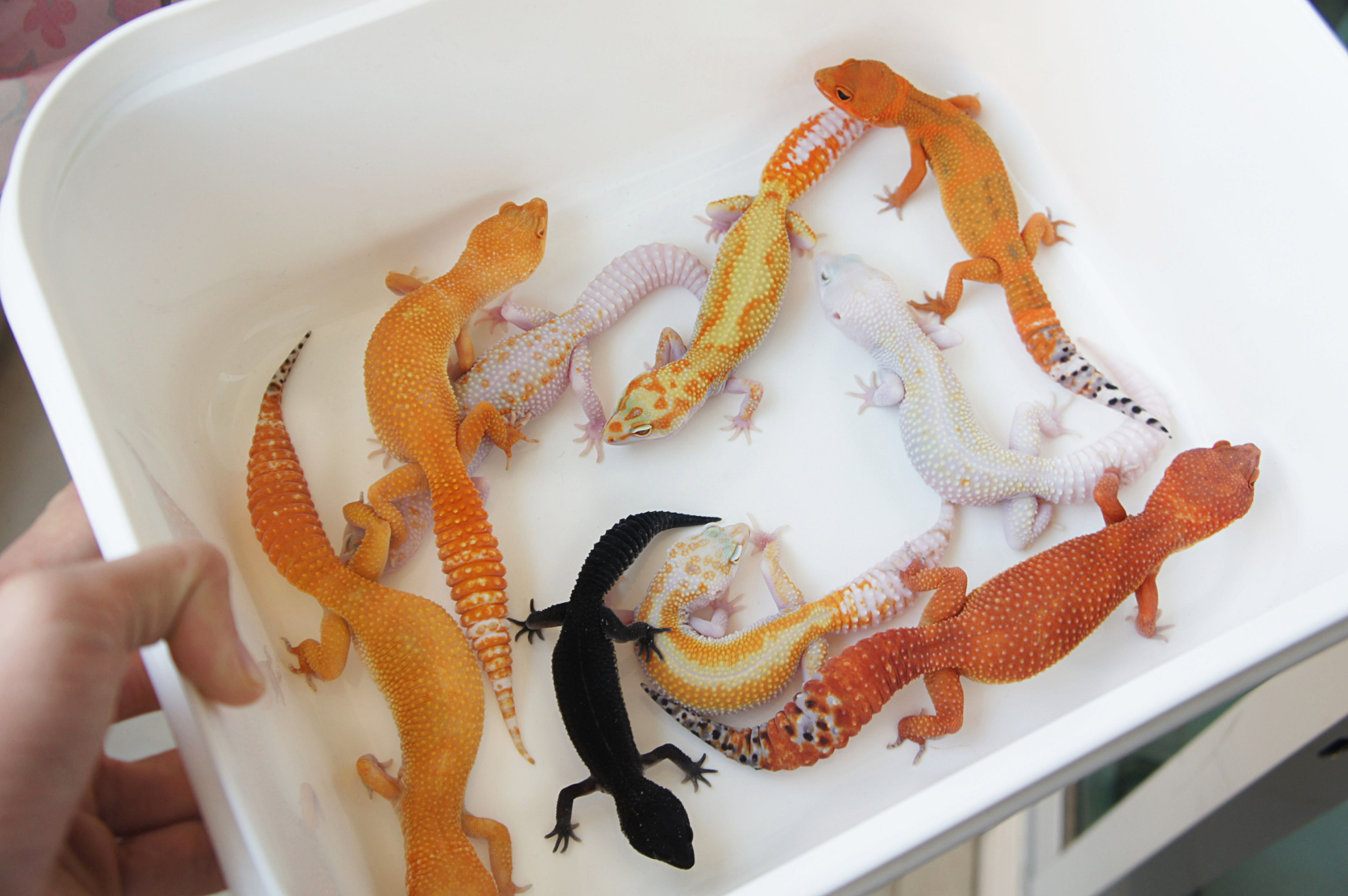 ReptileHK