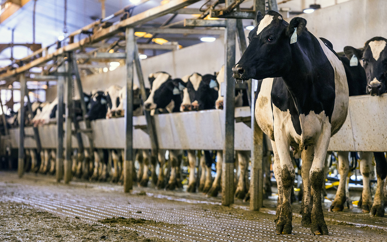Southern Nevada’s last milk producer may go out of business | Business