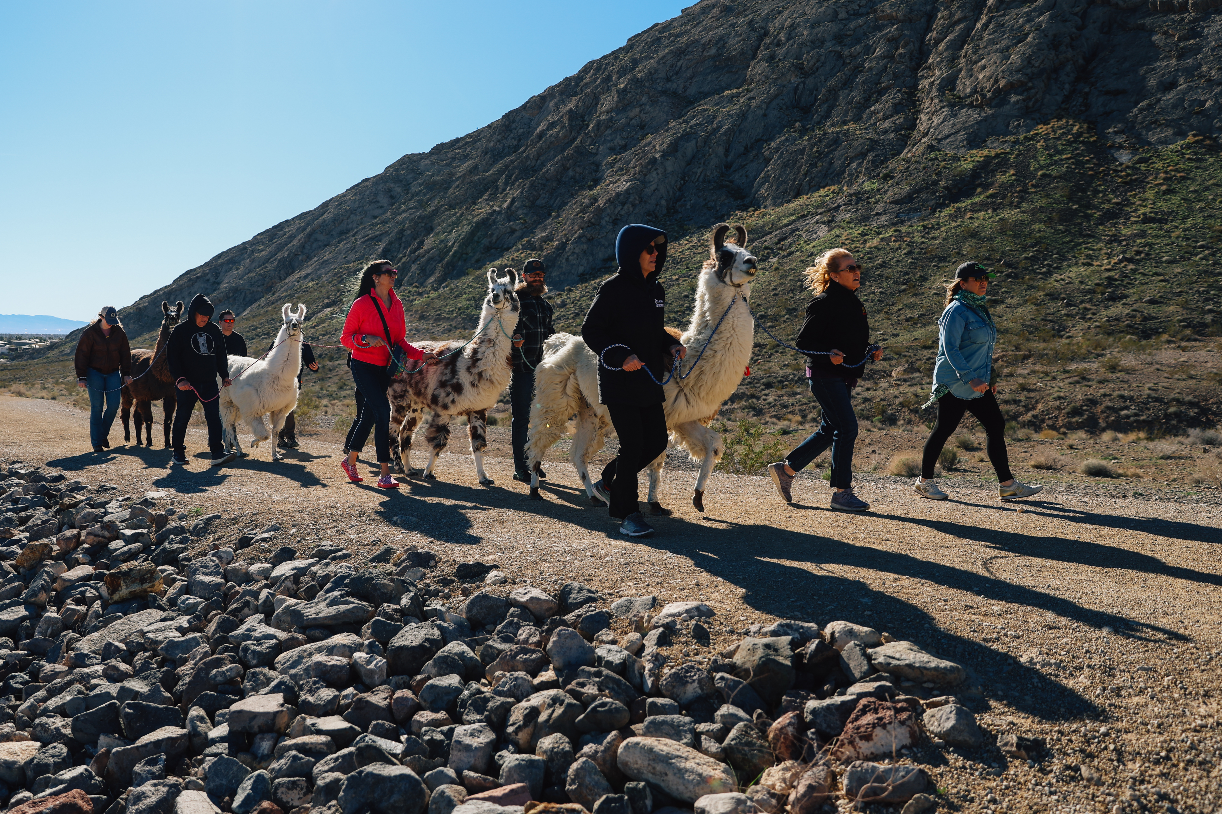 ShangriLlama leads llama walks on Las Vegas Valley trail | Outdoors