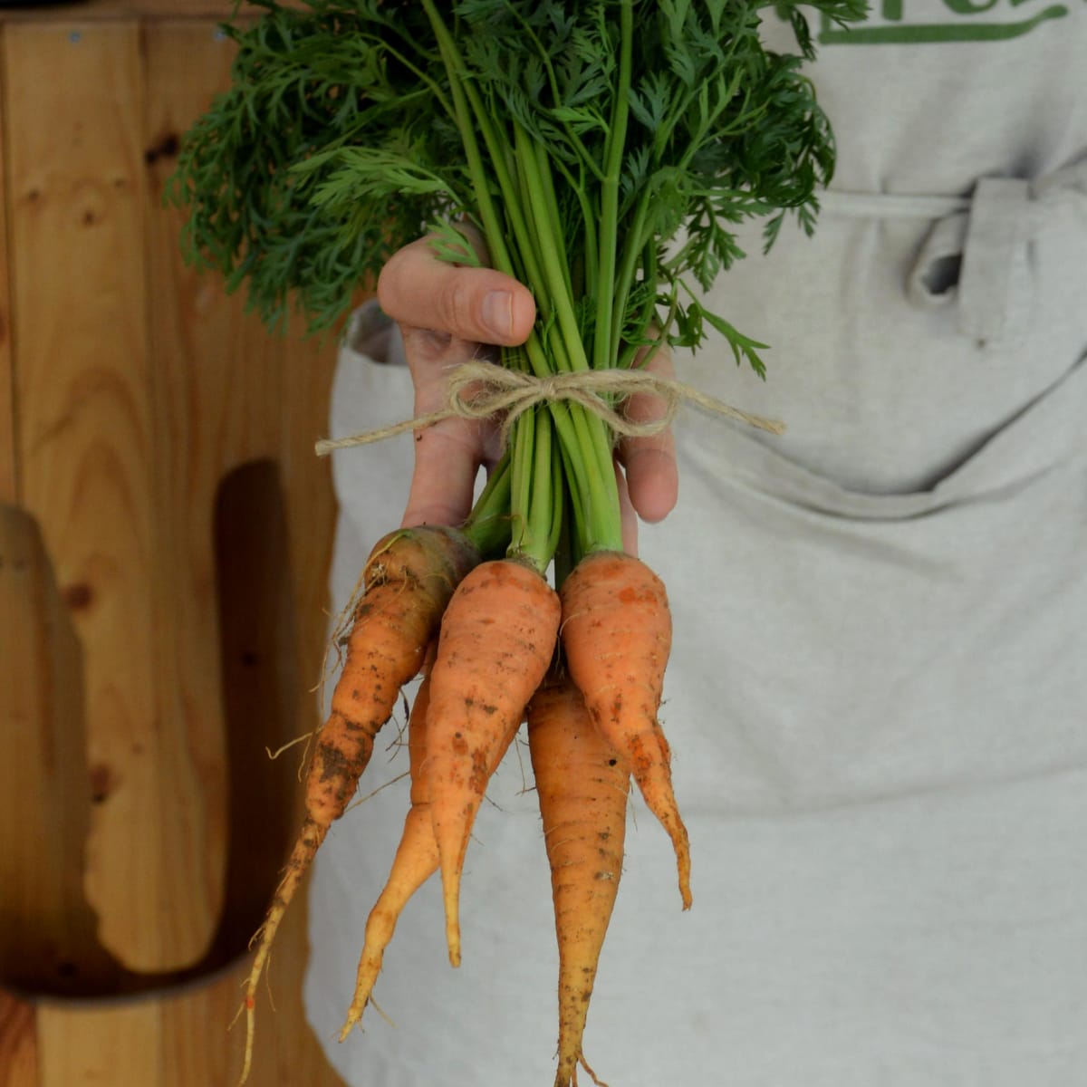 Korenje, šopek 250 g • Rifuzl