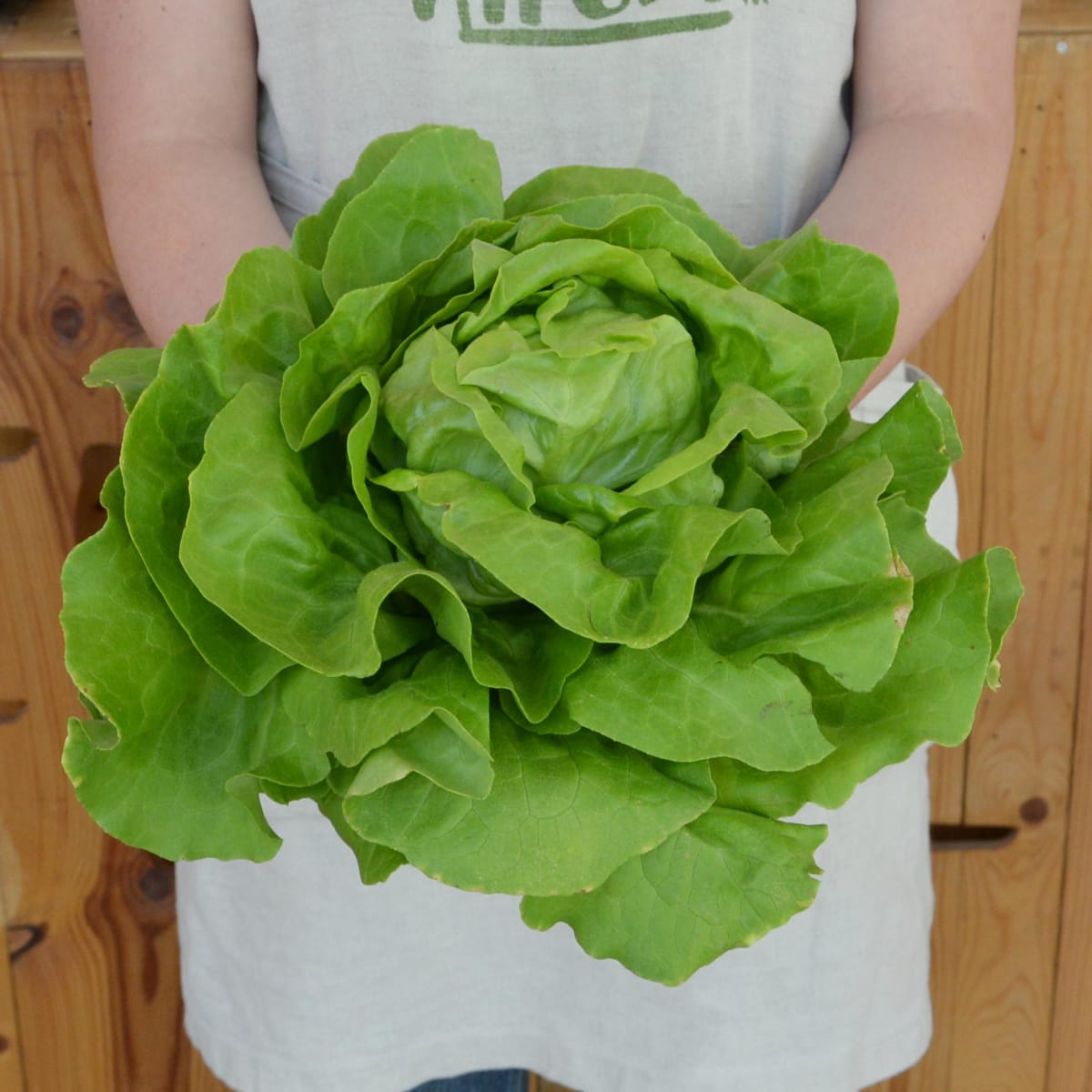 Solata - maslenka • Rifuzl