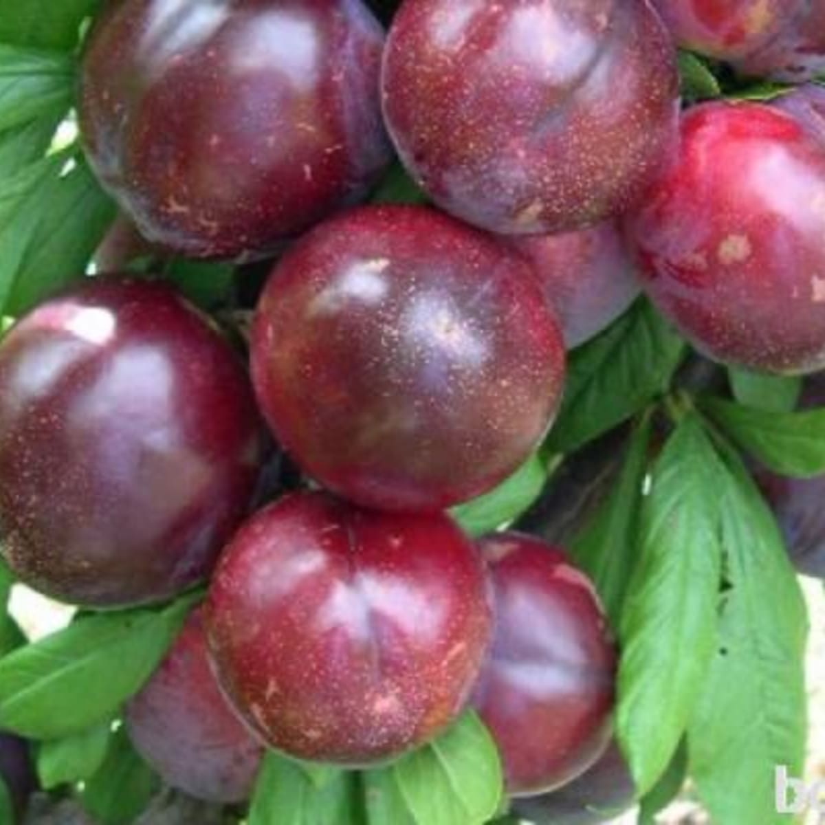 Eko ringlo - mešan (rumen in rdeč) - gajbica • Rifuzl