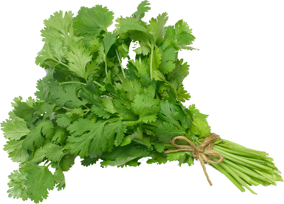 Cilantro Manojo