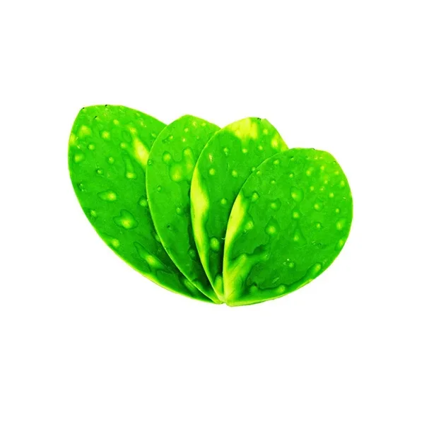 Nopal Limpio Pieza