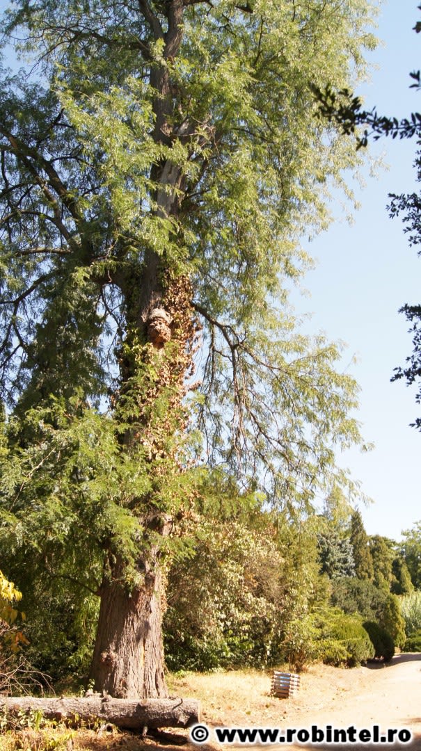 Parcul Dendrologic Simeria | Robintel