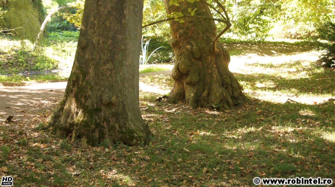 Parcul Dendrologic Simeria | Robintel