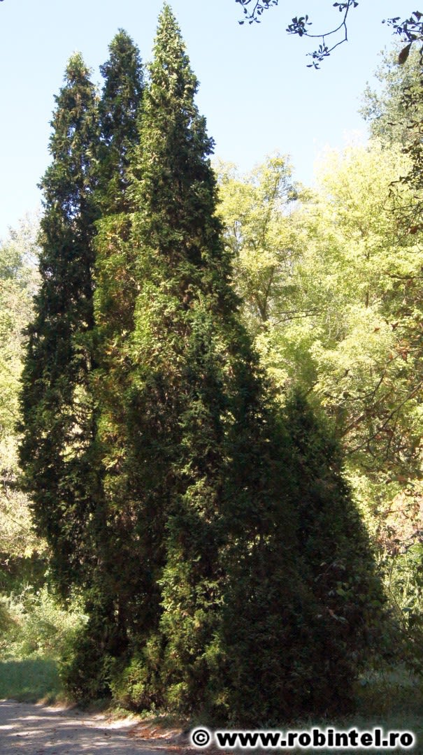 Parcul Dendrologic Simeria | Robintel