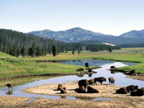 Yellowstone National Park Media Gallery