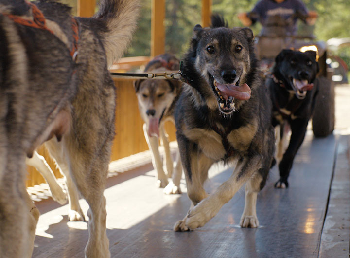 Husky Homestead | National Park