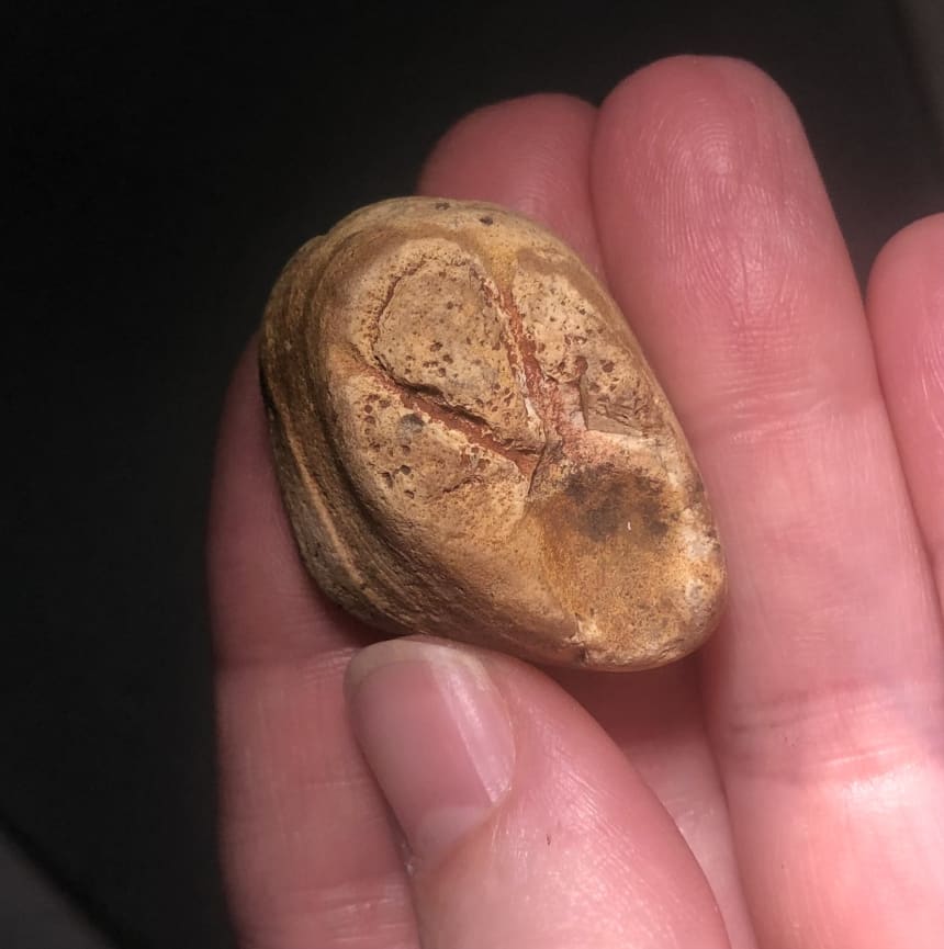 Unknown Fossils from my backyard (SE Missouri) | Rock Tumbling Hobby