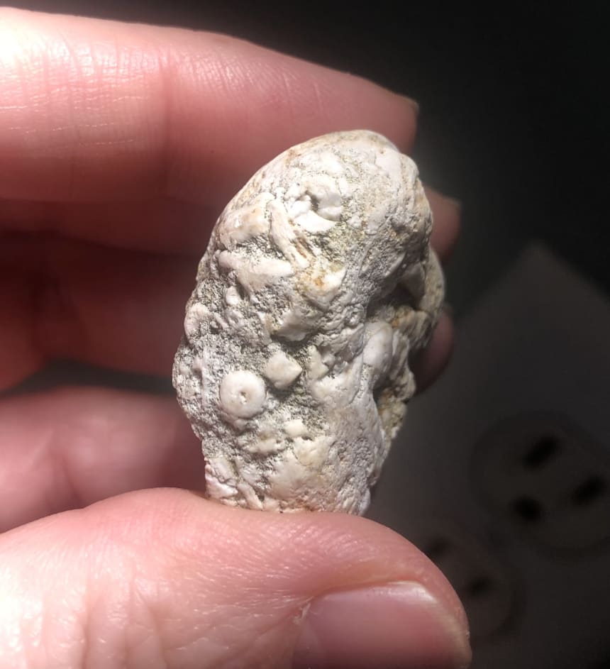 Unknown Fossils from my backyard (SE Missouri) | Rock Tumbling Hobby