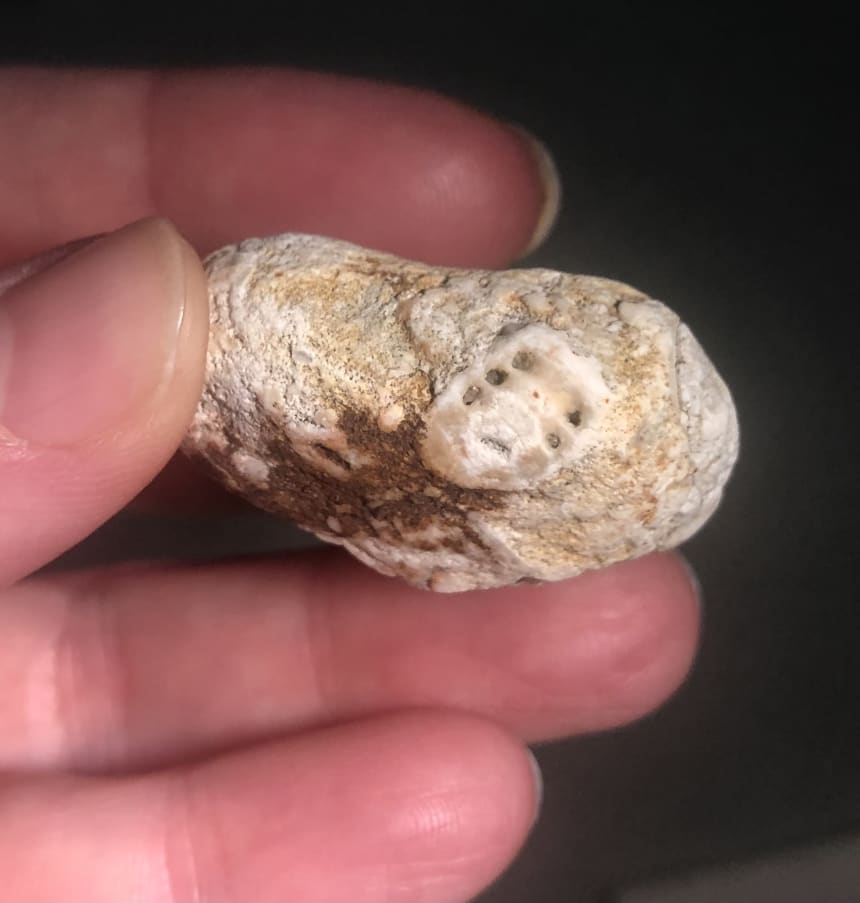 Unknown Fossils from my backyard (SE Missouri) | Rock Tumbling Hobby