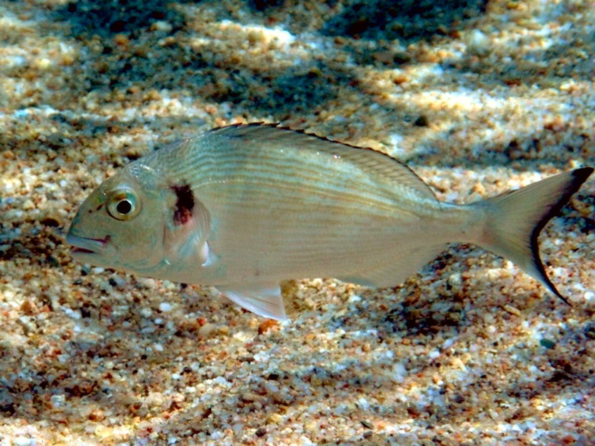 Dorada (Sparidae): Names in French, Spanish & More | CarneAtlas