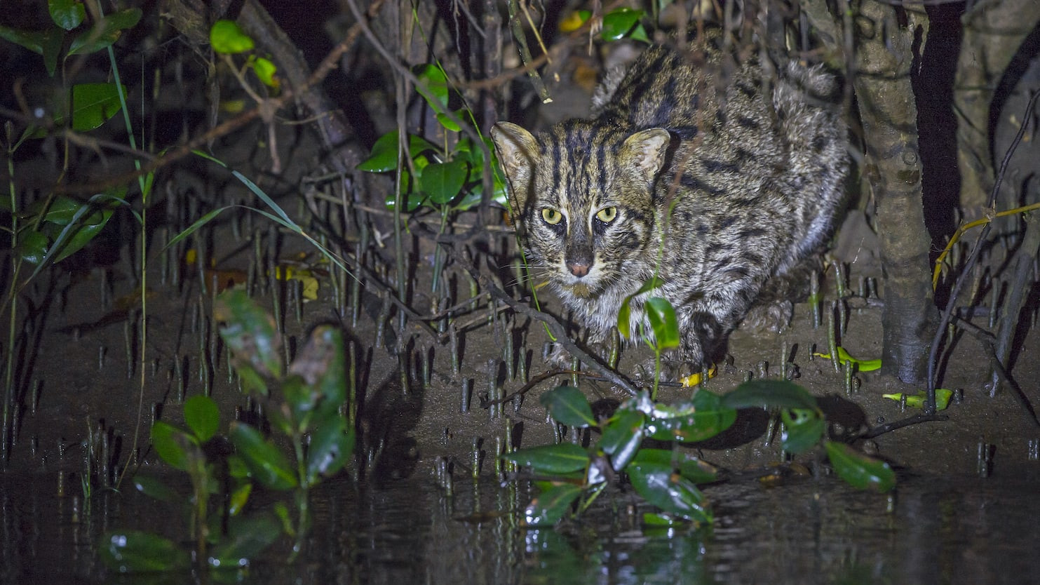 All about Fishing cat | Roundglass | Sustain