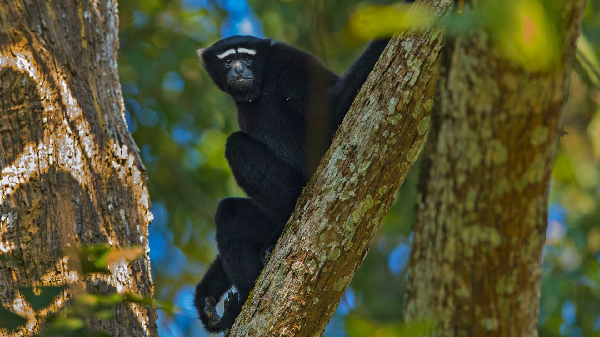 All about Hoolock gibbon