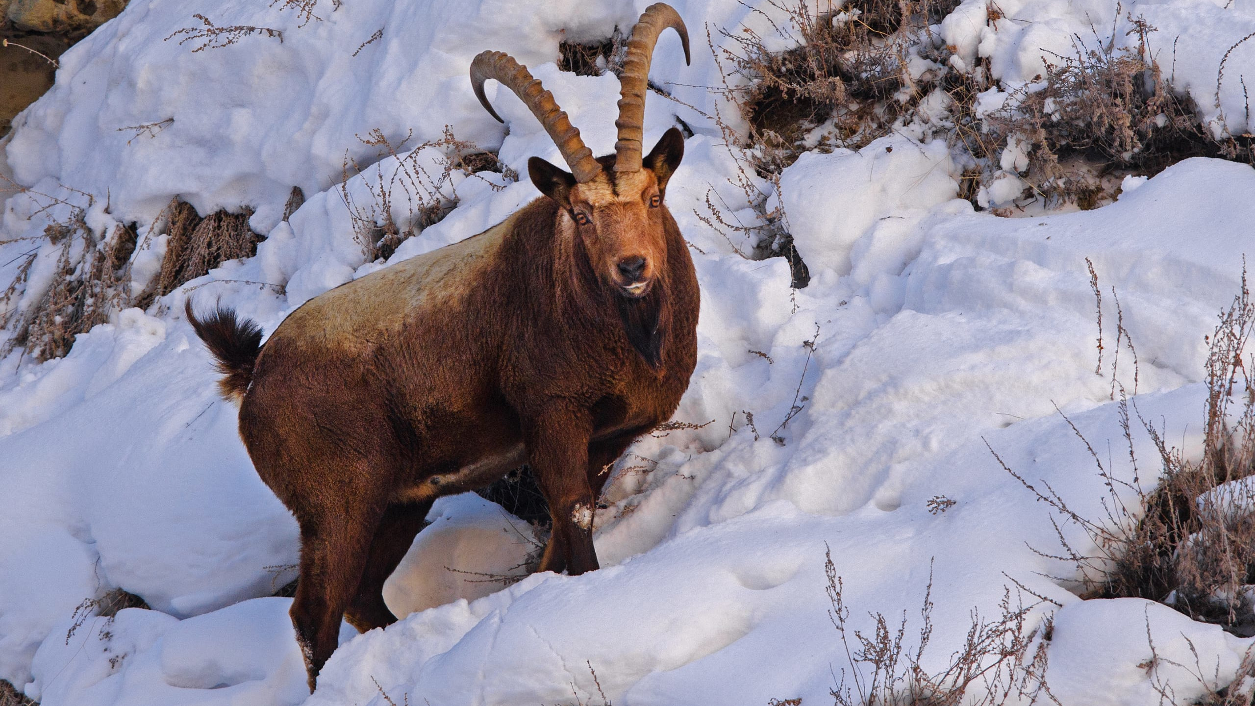 Asiatic ibex