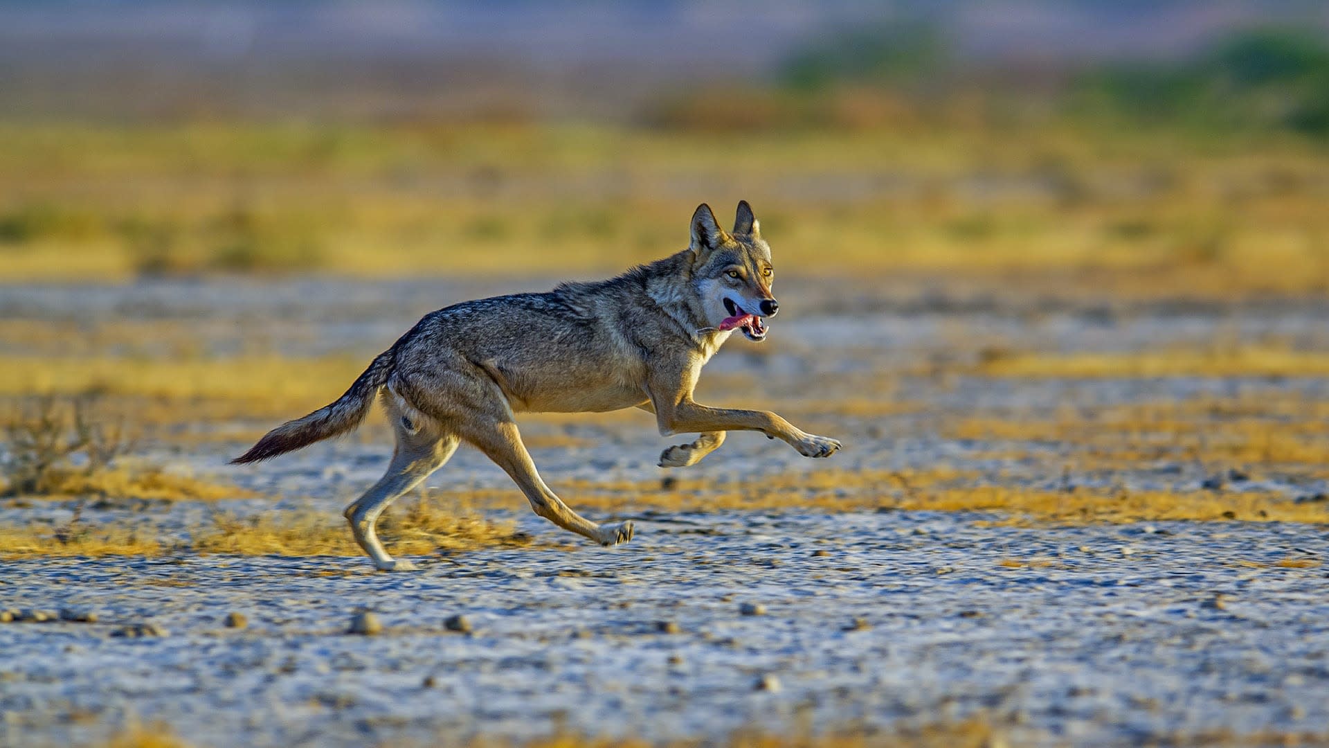 Indian grey wolf