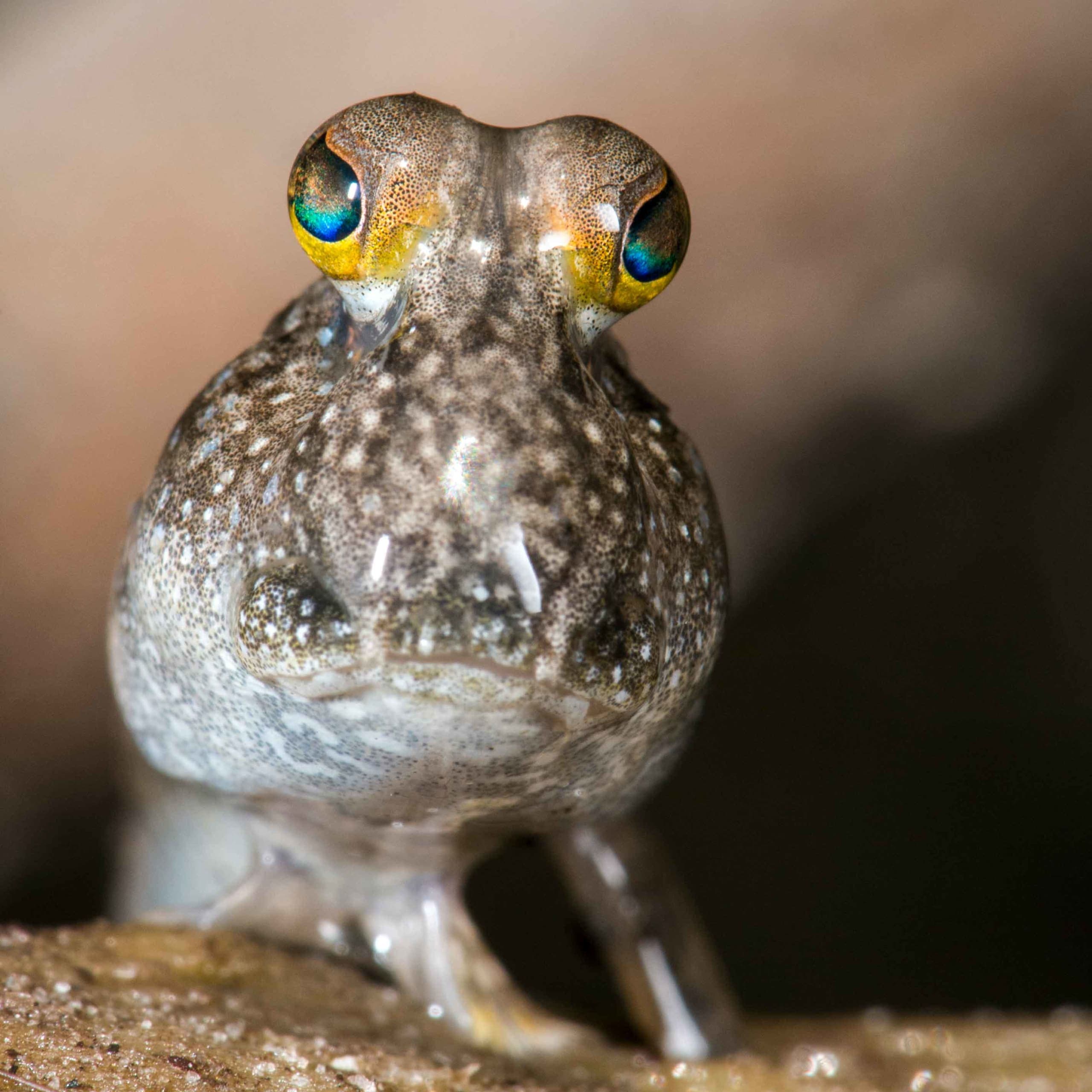 Large googly eyes and a pair of pectoral fins that work like front legs ...