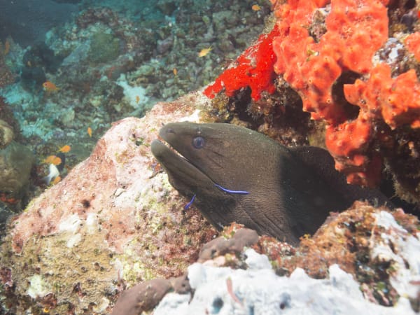 Lightning fast moray eels with their razor sharp teeth look scarier ...