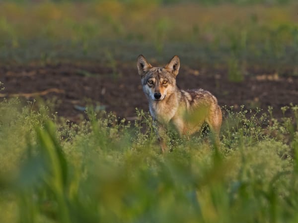 favorite_border share