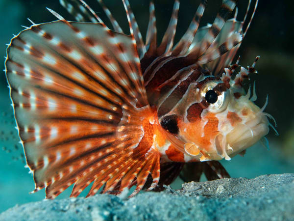 Lionfish leave some spellbound while others loathe them. A brief story ...