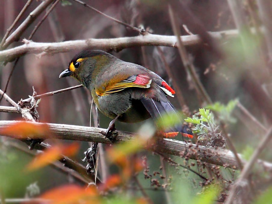 Tales of culture and conservation, from the West Kameng district of ...