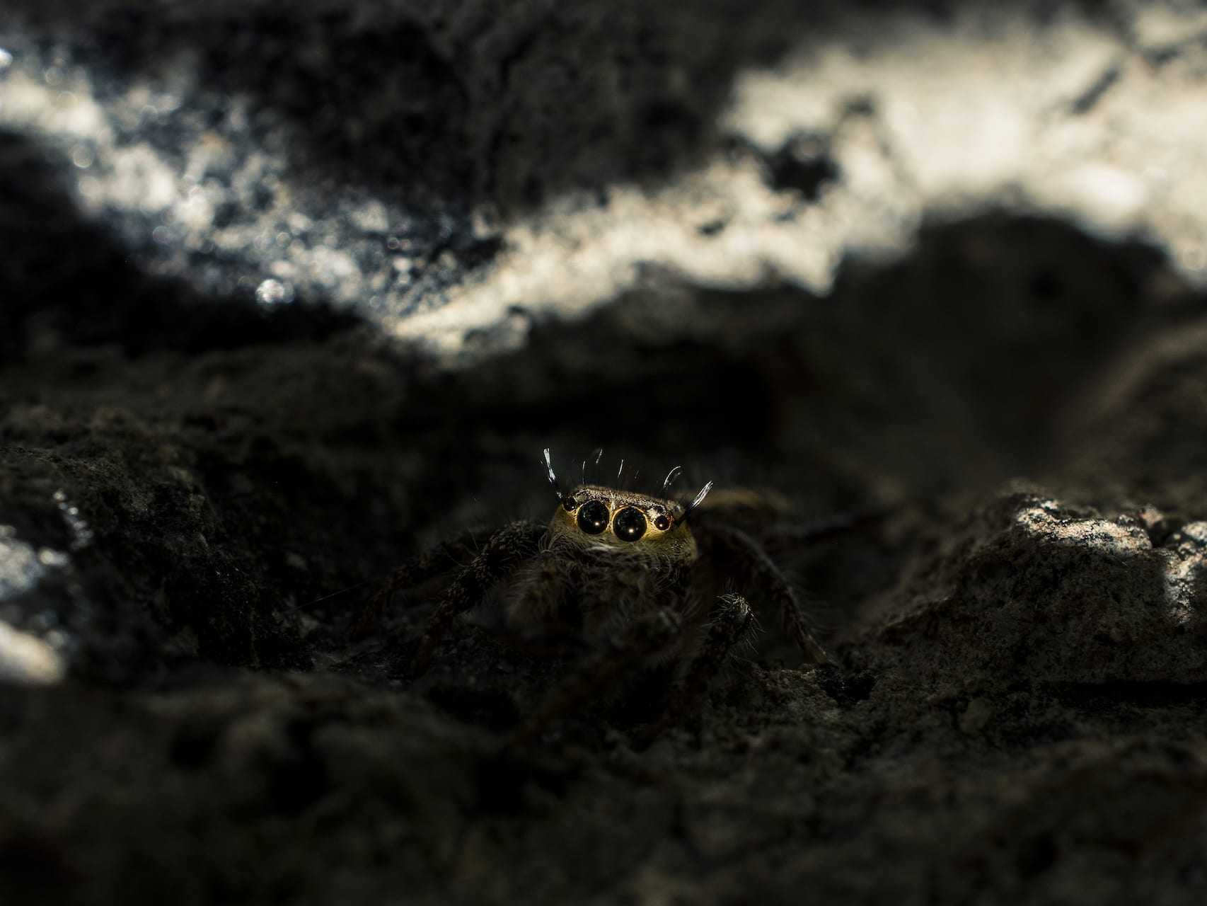 These creatures are a highly adaptable species of spider with advanced ...