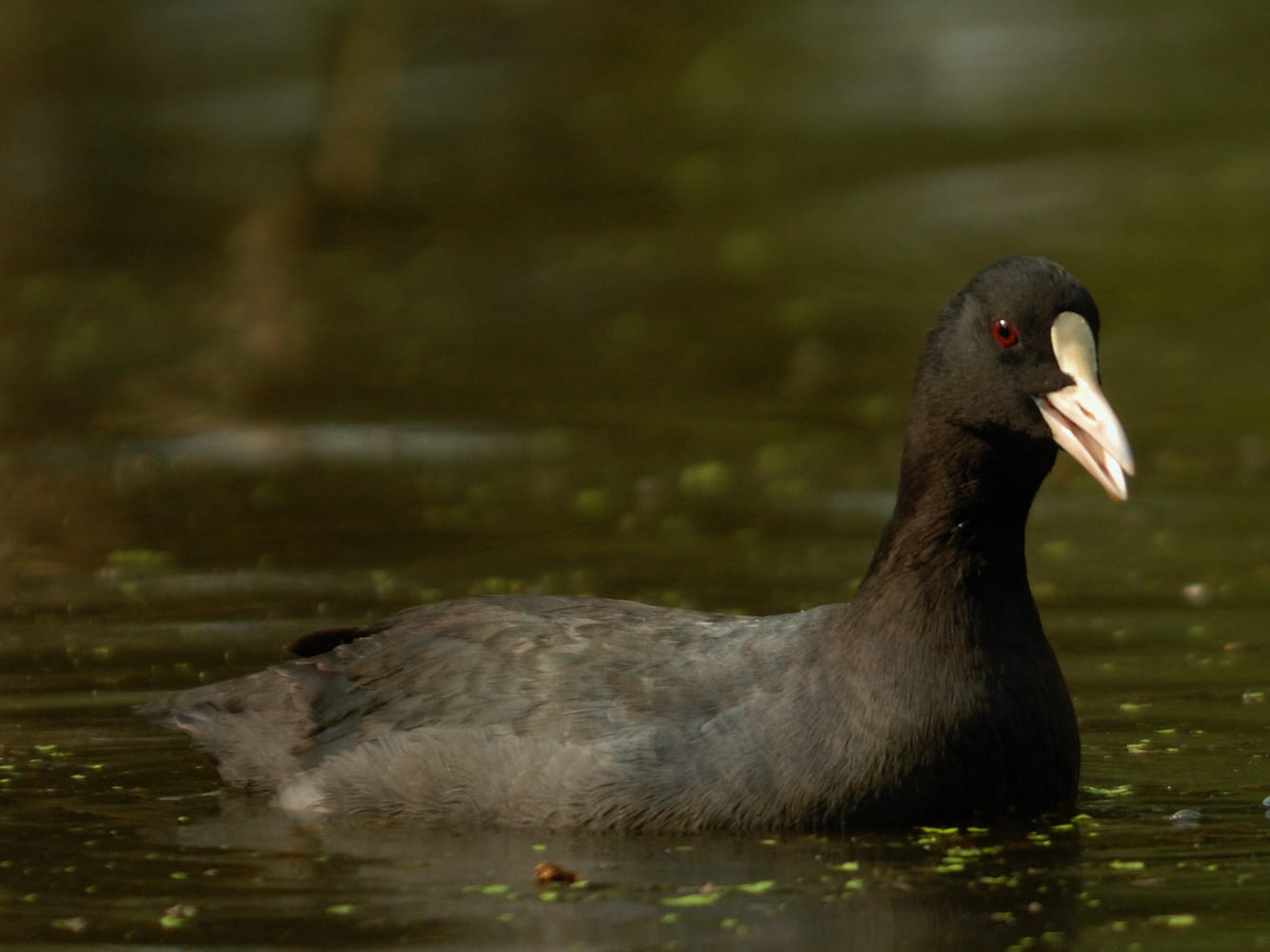 Coots are known to be quarrelsome, but outside the breeding season ...