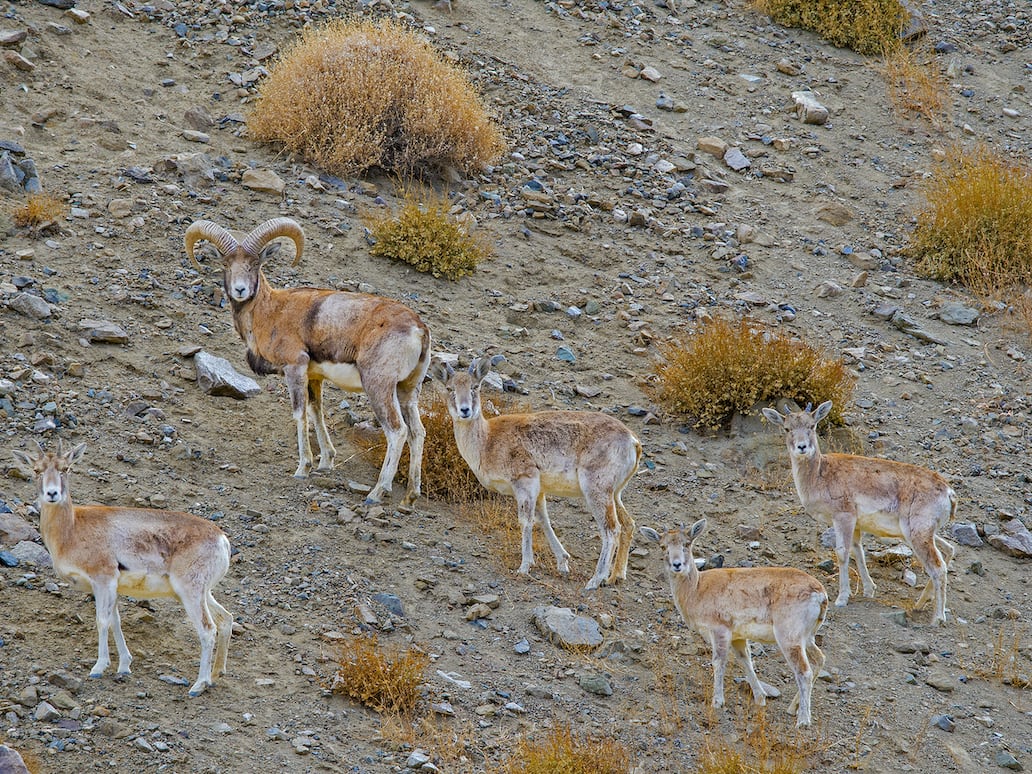 The role of wild sheep in the trajectory of human growth, and other ...