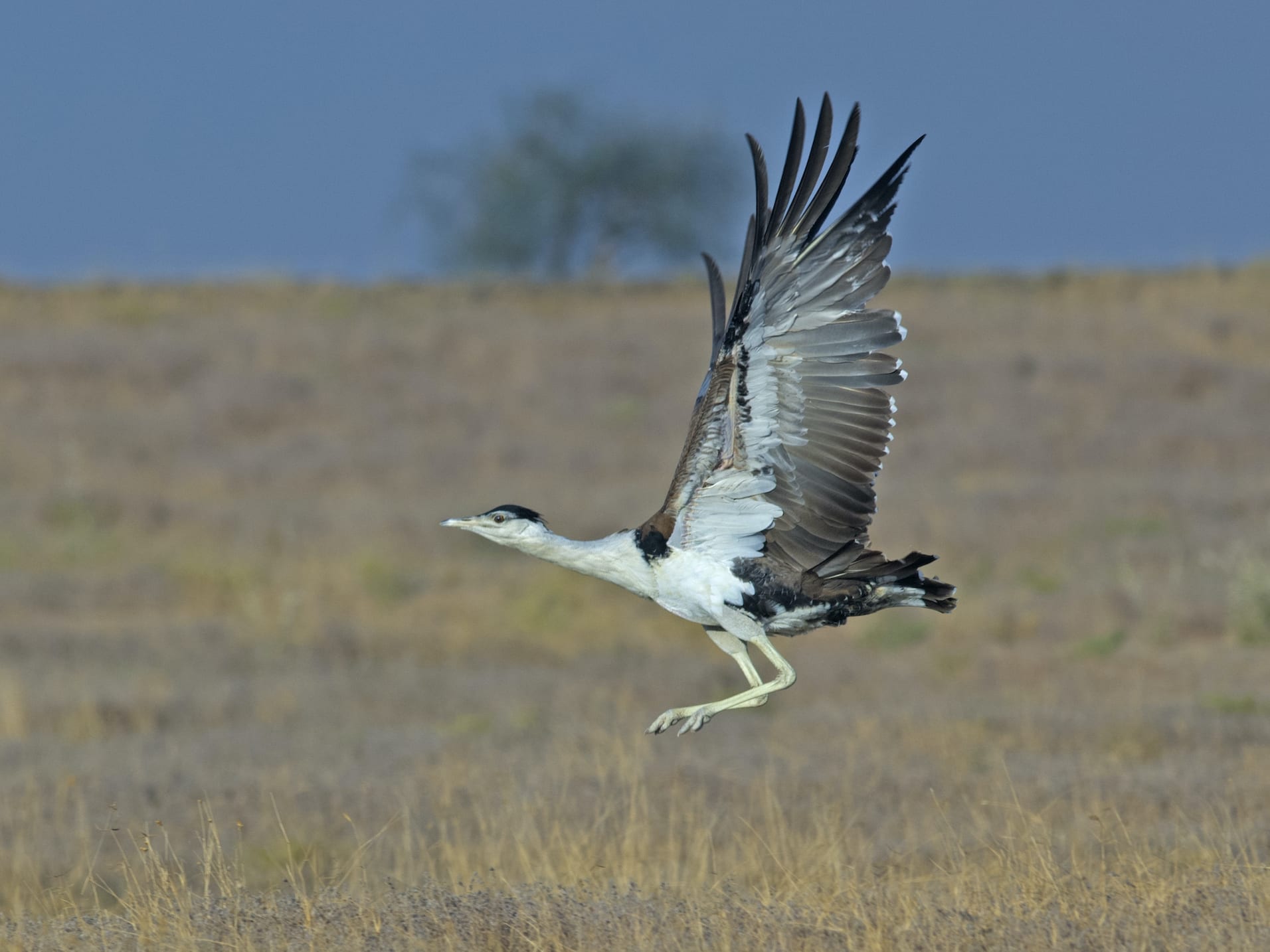 Less than 15O individuals survive in the wild, but despite several ...