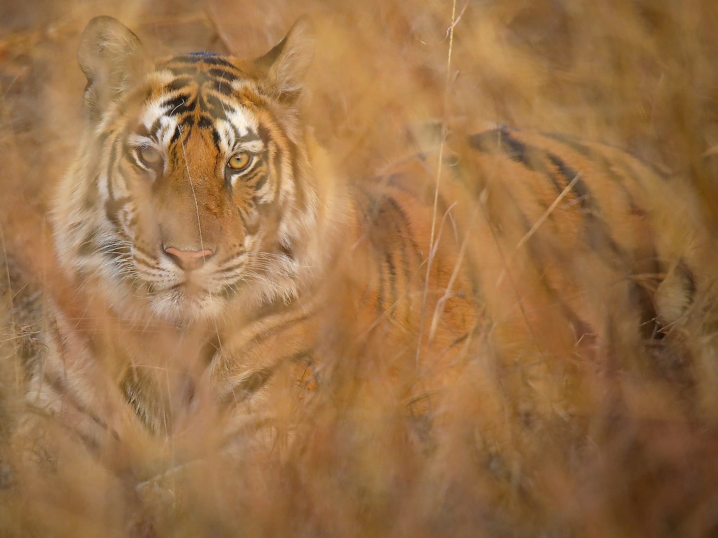 Text by: Anita Rao Kashi