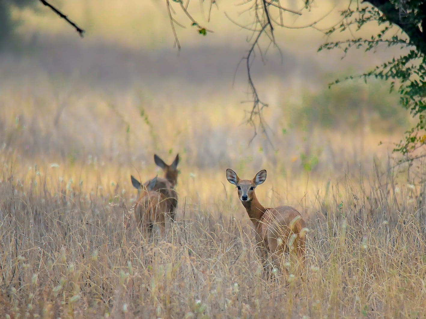 At the first sign of danger this rare antelope darts into the ...