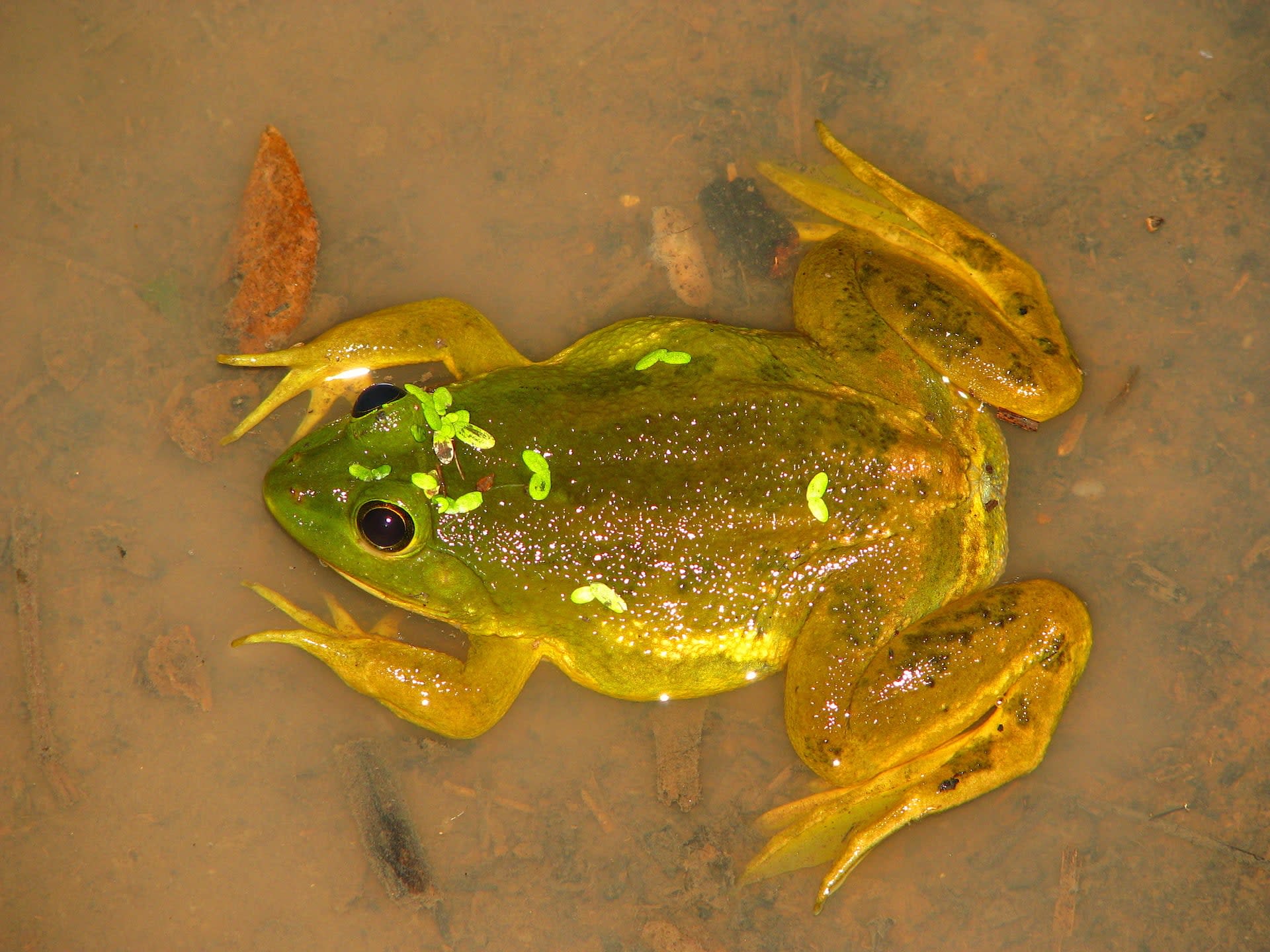 Of the eight species of skittering frogs found worldwide, seven exist ...