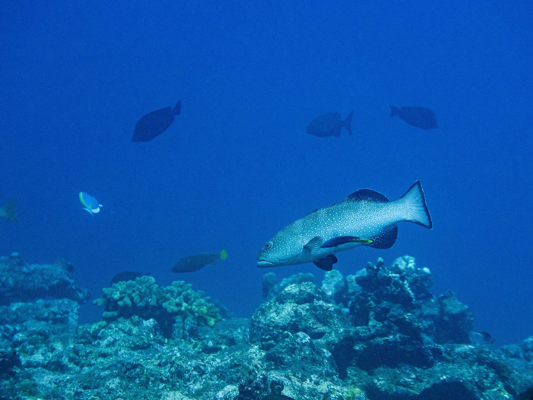 Shifting Baselines: A Fish Spawning Aggregation in Lakshadweep ...