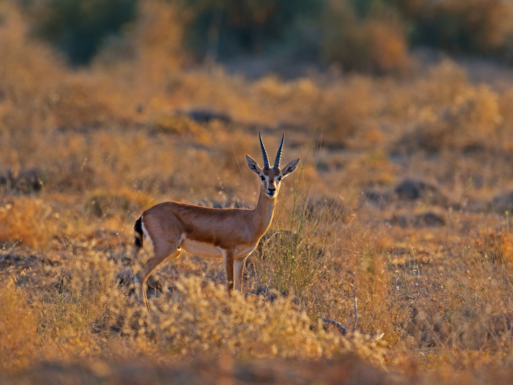 With soft, expressive eyes, a glossy, tan coat and a slender body, the ...